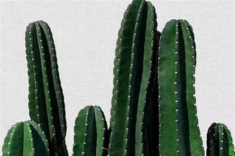 量天尺 仙人掌科量天尺属植物 搜狗百科