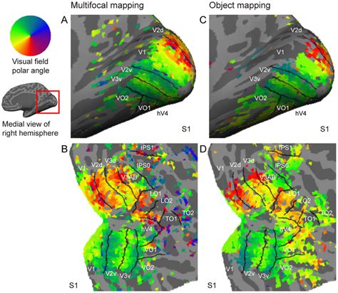 Representative Retinotopic Maps Obtained With The Multifocal And Object Download Scientific