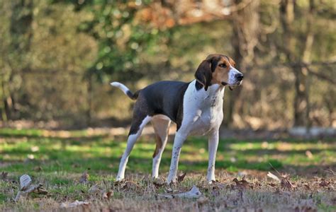 Are Treeing Walker Coonhounds Protective Exposing Traits