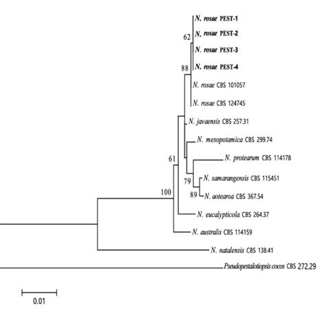 Maximum Likelihood Tree Based On The Combined Data Set Of Its Tef 1α