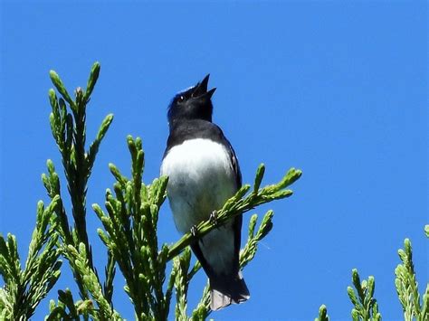 NO69 野鳥観察 鳴き声に面れてオオルリ GANREF