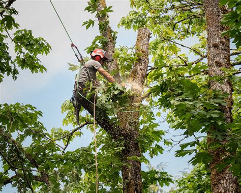 Tree Trimming Terms Explained Tree Craft