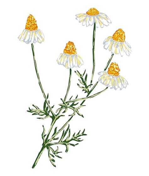 Ручной рисунок белых ромашек букет диких цветов цветущая векторная иллюстрация изолированная