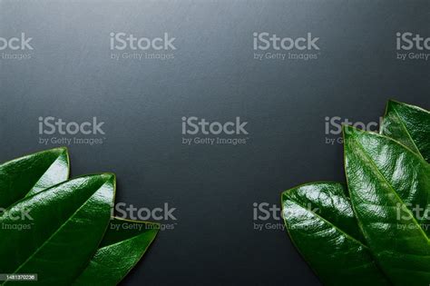 녹색 잎의 테두리와 중간에 텍스트를 위한 공간이 있는 검은색 배경 0명에 대한 스톡 사진 및 기타 이미지 0명 개념 검은색 Istock