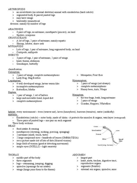 Arthropods Notes Biology Gcse Detailed Pdf Insects Fly
