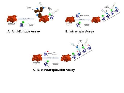 Tr Fret Dilution Buffer