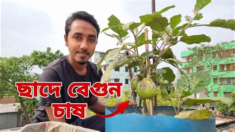 ছাদে সহজেই বেগুন চাষ পদ্ধতি। Eggplant Cultivation Method On The Roof Youtube