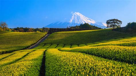 Bing 4k Wallpapers Top Free Bing 4k Backgrounds Wallpaperaccess