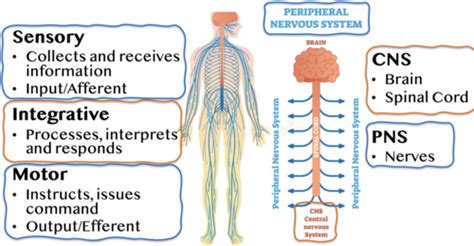Nervous System Week 8 Flashcards Quizlet
