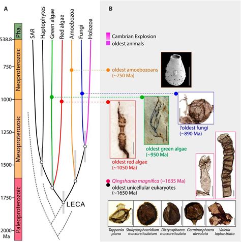 Early Complex Life Forms Revealed 1 63 Billion Year Old Multicellular Fossils Unearthed In China