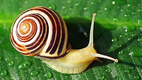 How Do Snails Get Their Shells HowStuffWorks
