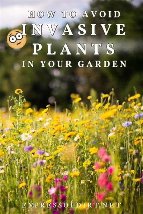 Plant Wisely Choosing Non Invasive Options For Your Garden