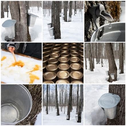 Maple Syrup Production Caledon Treeland