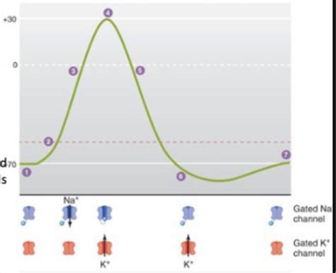 Action Potential And Synaptic Transmission Flashcards Quizlet