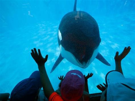 Former Seaworld Worker Says Orcas Lost Skin From Abusive Conditions