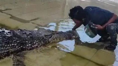 Reaksi Buaya Riska Dikunjungi Pak Ambo Di Penangkaran Teritip Bikin Sedih Terdiam Dan Tak