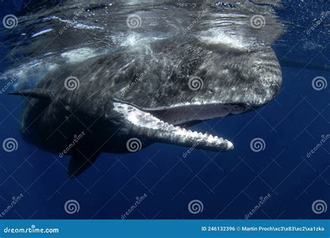 The Sperm Whale Physeter Macrocephalus Or Cachalot Sperm Whale Tail