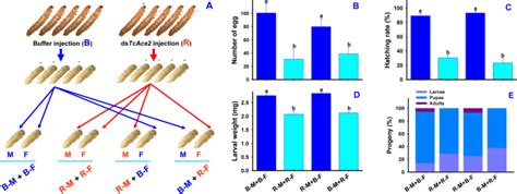 B M B F A Male Injected With Buffer Mating With A Female Injected With Download Scientific