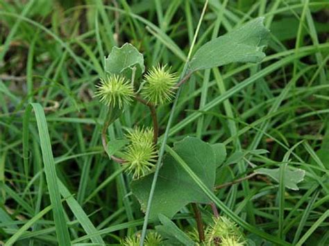 イガオナモミ野草と一休み