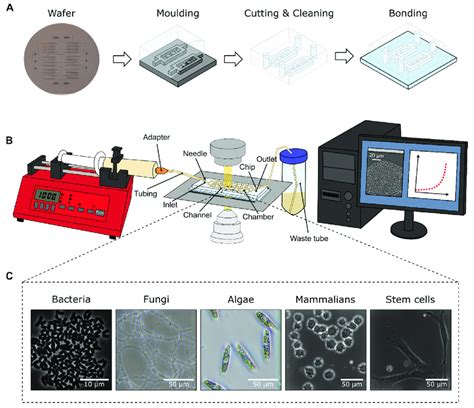 Overview Of A Microfluidic Cultivation Mc Experiment A Fabrication Download Scientific
