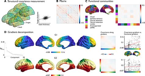 Shaping Brain Structure Genetic And Phylogenetic Axes Of Macroscale