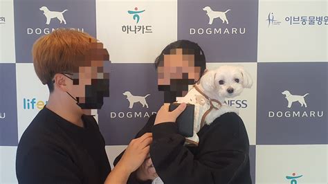 말티즈 보리 빅토리아펫보호소 입양완료