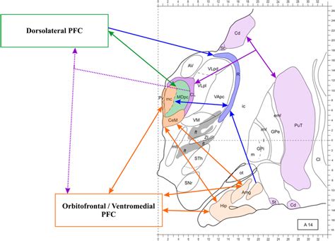 The Thalamo Prefrontal Cortical Network Transversal Section 14 Mm Download Scientific Diagram