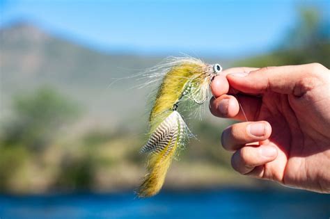 The Life Cycle Of Trout In Bariloche