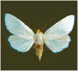2014 Guide To Species At Risk In The Prairie Provinces Chapter 4