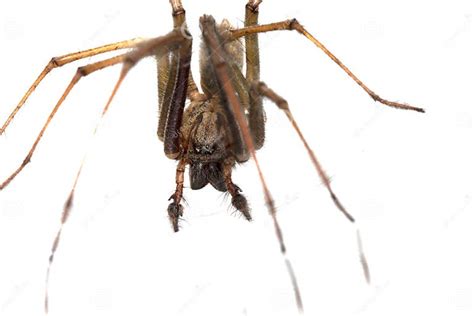 Close Up Of A Large Scary House Spider With Hairy Legs And Fangs Stock