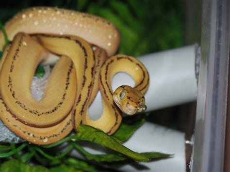 Corallus Hortulanus Royal Reptilesss