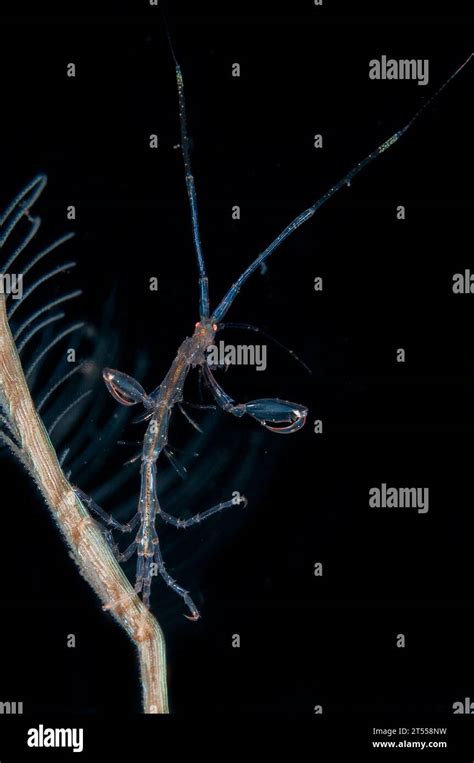 Red Stripe Skeleton Shrimp Protella Similis On Hydroid Hydrozoa Class Night Dive Seraya