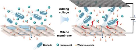 Schematic Diagram Of Membrane Separation Process Without And With Download Scientific Diagram