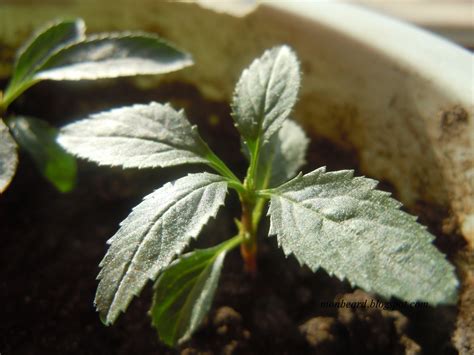 Монгол сор Бариулт Бүйлс Amygdalus Pedunculata Pall