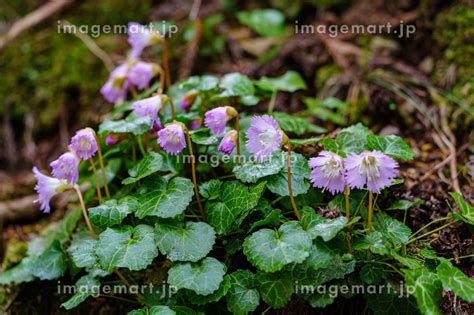 富山舟戸イワウチワ群生地 栃木県那珂川町の春の景色の写真素材 237289021 イメージマート