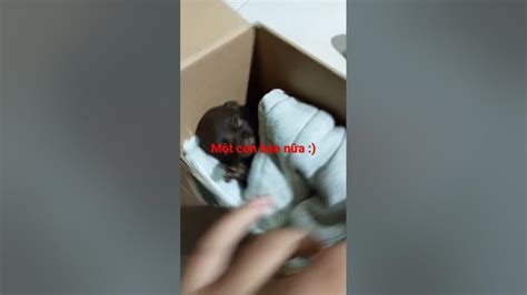 Cute Vãi 😍 Youtube