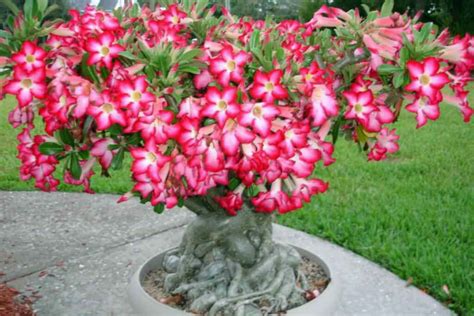 ყვავილოვანი მცენარეები ოთახისთვის საინტერესო ყვავილები ფანჯრის რაფაზე