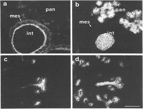 Expression Of P And E Cadherin In Endodermal And Mesodermal Tissues