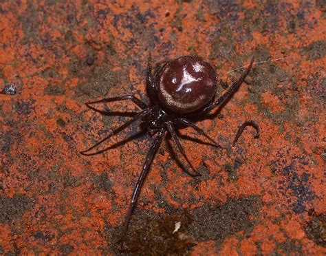 Steatoda Spider Man