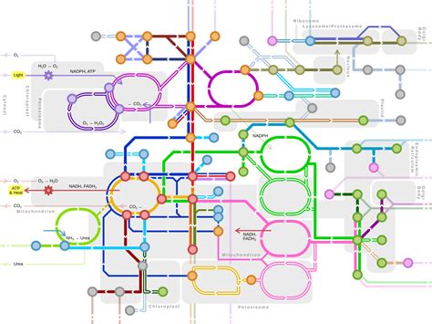 Metabolic Pathway Wikipedia
