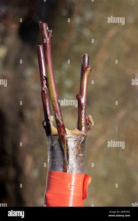 Expertly Grafted Peach Tree Growing Strong On Cherry Plum Rootstock