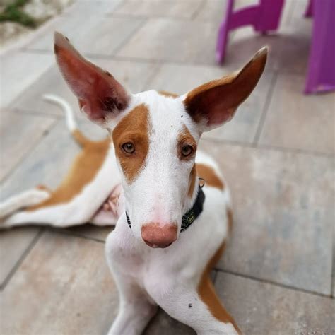15 Photos Of Ibizan Hound Puppies With Pure Beauty