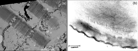 Transmission Electron Micrographs Of Isolated Irciniid Filaments Of