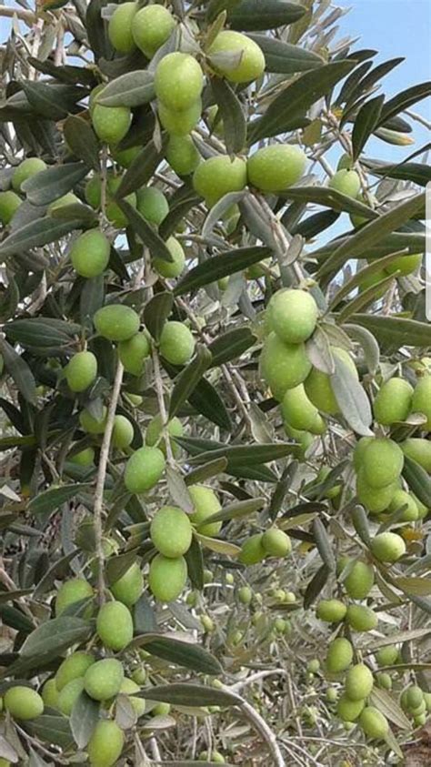 زيتون أخضر مكبوس