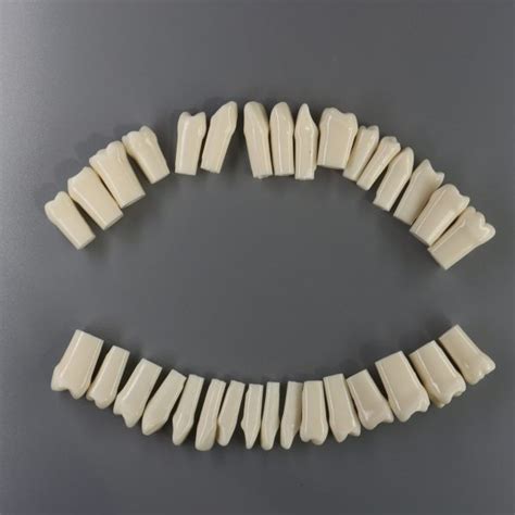 Typodont Replacement Teeth Jojenmodel Dental Model Teethdental