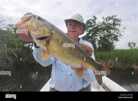 Giant Largemouth Bass Grow Big In Floridas St Johns River And