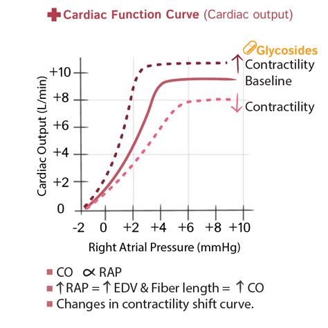 Cardiac Output And Vascular Function Curves Physiology Flashcards