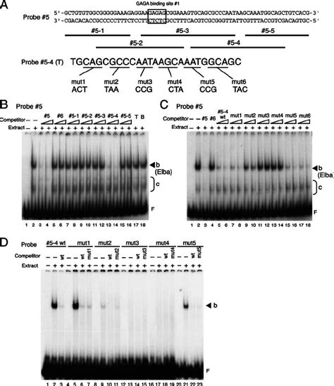 Localization Of The Binding Sequence For Activity B A Probes Used