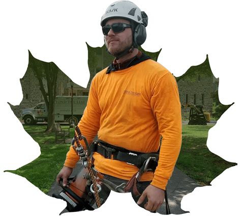 What Causes A Tree Trunk To Split Vertically Beyond The Leaf Tree