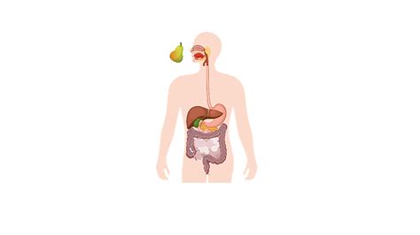 The Function Of The Bowel Wellspect